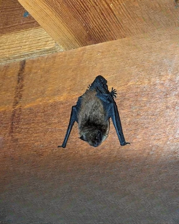 Why a Bat Enters a House: Scientific Explanation, Behavior, and What It ...