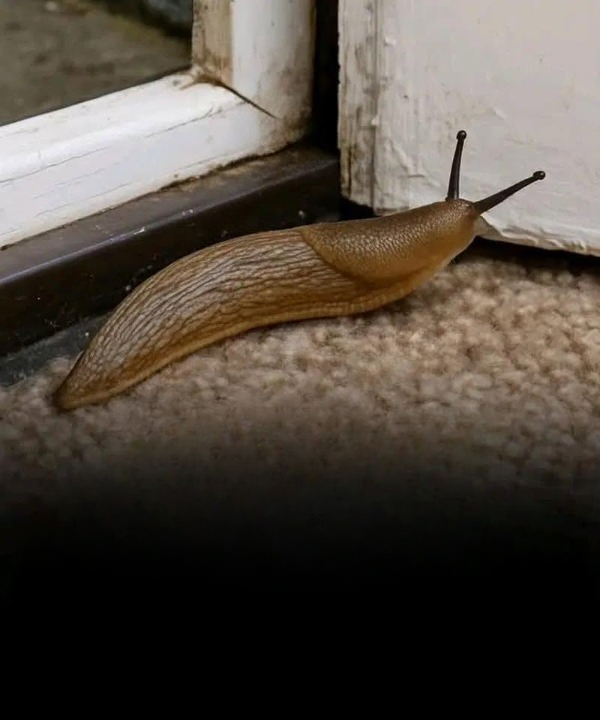 What It Means When a Slug Visits Your Home — And Why It’s More Common ...