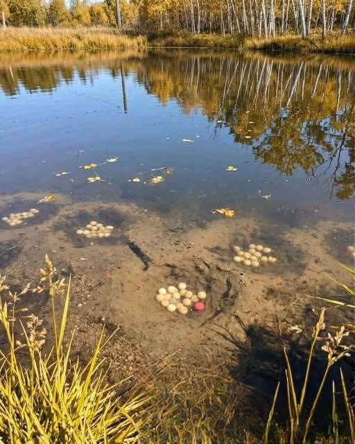 The Village Lake That Sparked My Curiosity: A Closer Look Beneath the ...