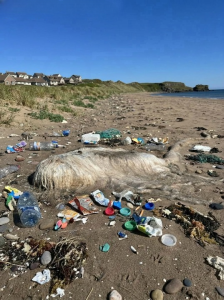 A Morning Beach Walk With My Dog Turned Into an Encounter With ...