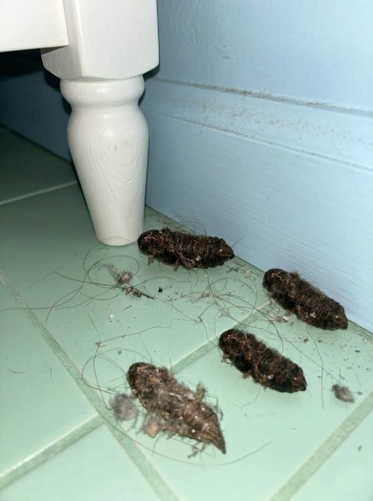 I Thought I Had Found Something Terrifying in My Bedroom—The Truth Was ...