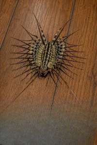 I Saw Something With Too Many Legs Sprint Across My Floor at 2 A.M ...